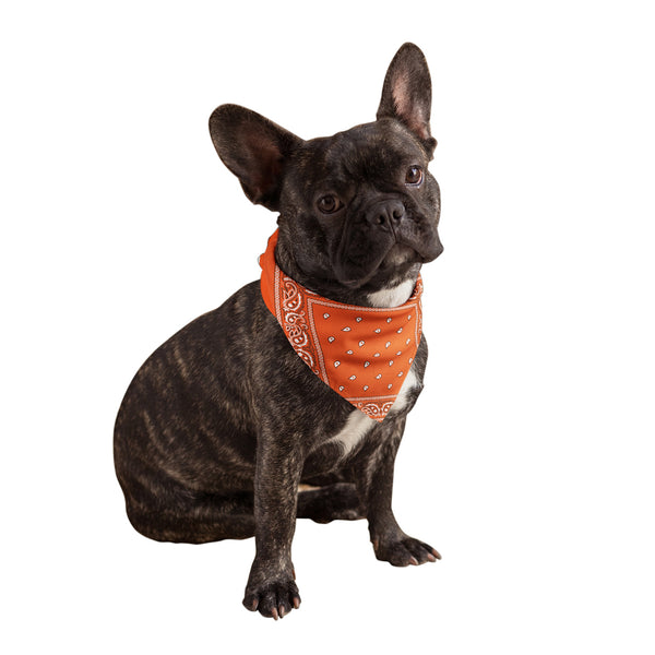 Dog bandana orange store